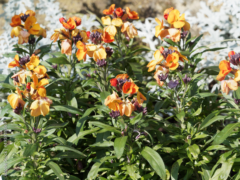Erysimum cheiri | Giroflée des murailles 'Orange bedder' ou giroflée ...