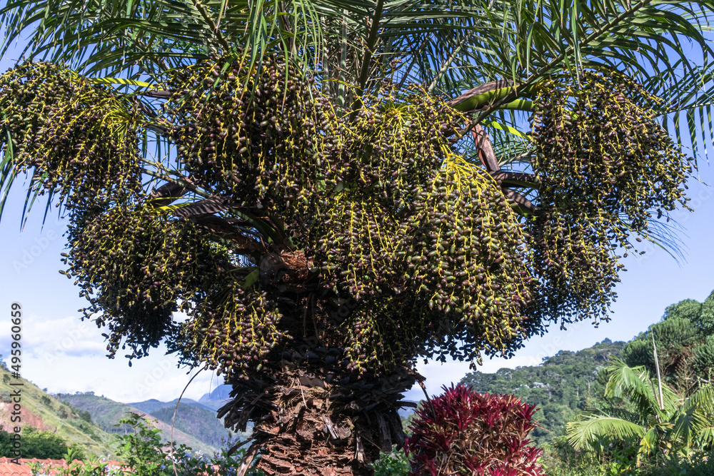 Phoenix roebelenii palm tree, known as dwarf date palm, full of almost ...