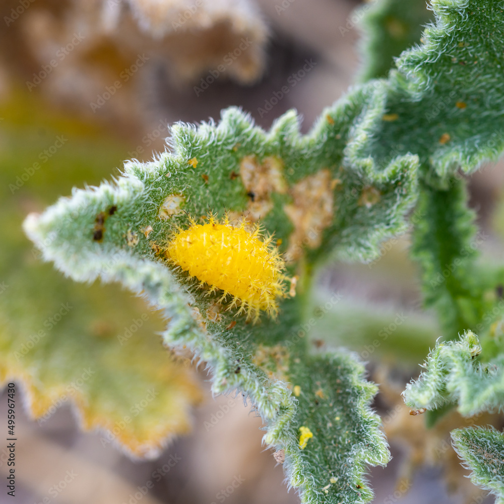 Melon ladybug larva (Henosepilachna argus) on a Gherkin of the devil ...