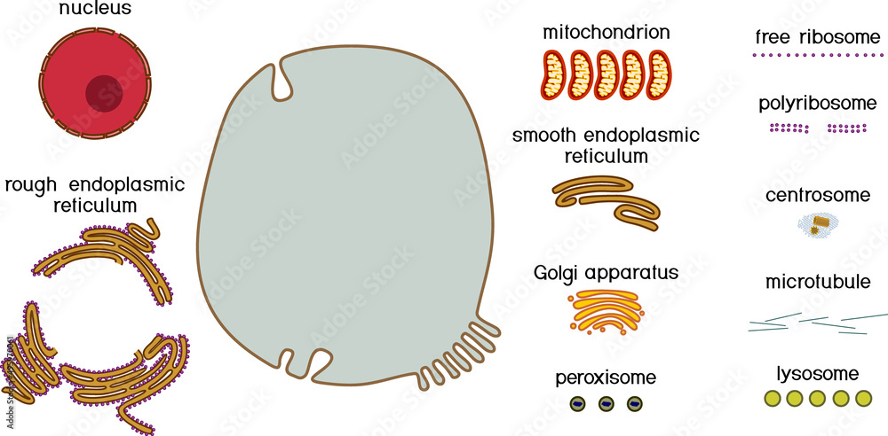 Educational game: assembling animal cell from ready-made components in ...