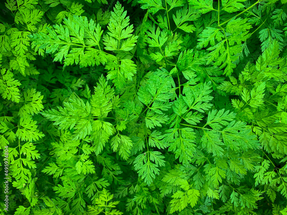 Green background wild Hemlock plant. Greenery wallpaper. Poison Hemlock ...