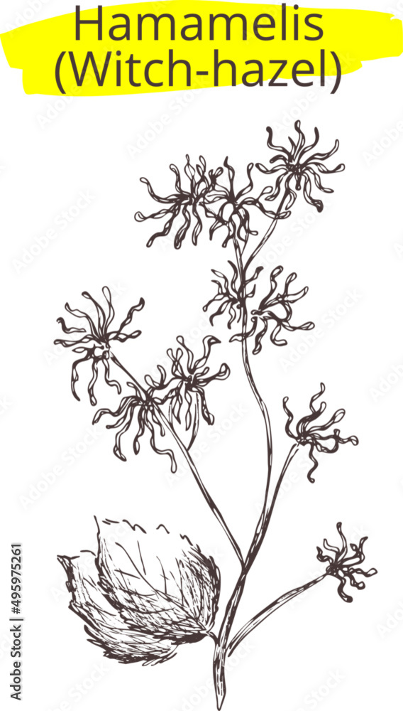 Witch Hazel Tree Silhouette
