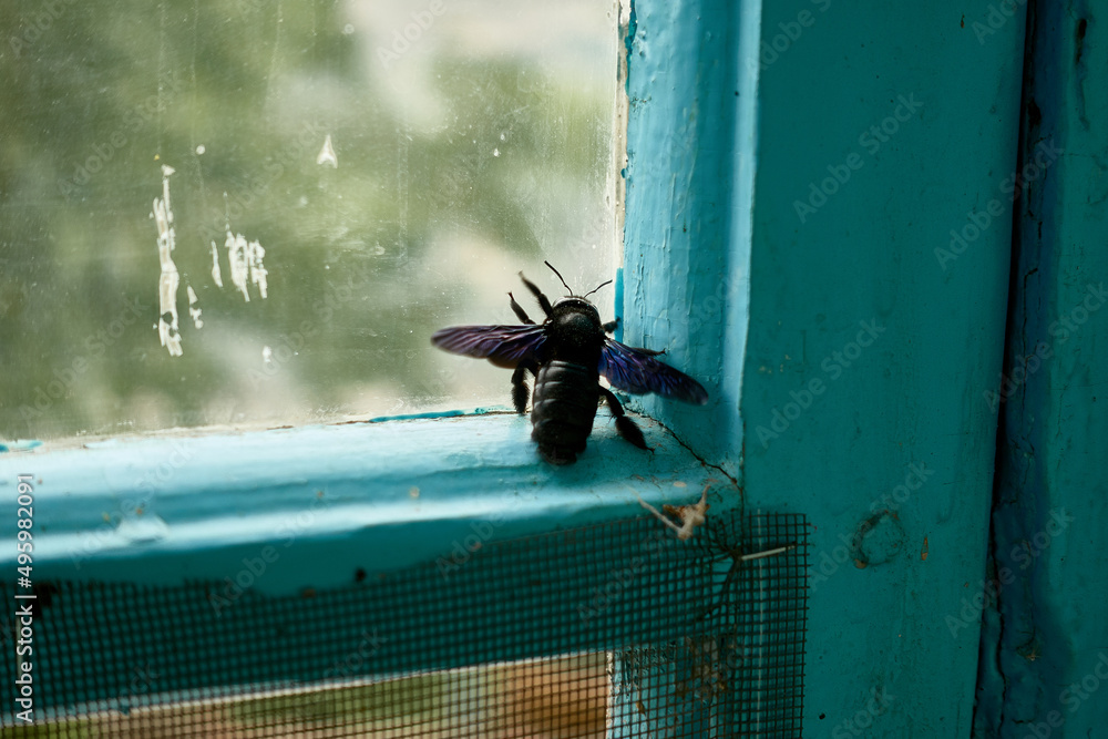 Black Bee. Danger. Allergy. The sting of the insect. A rare insect ...