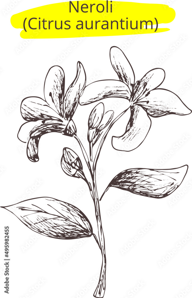 Neroli Citrus Aurantium Flower Vector Illustration Vintage Drawing