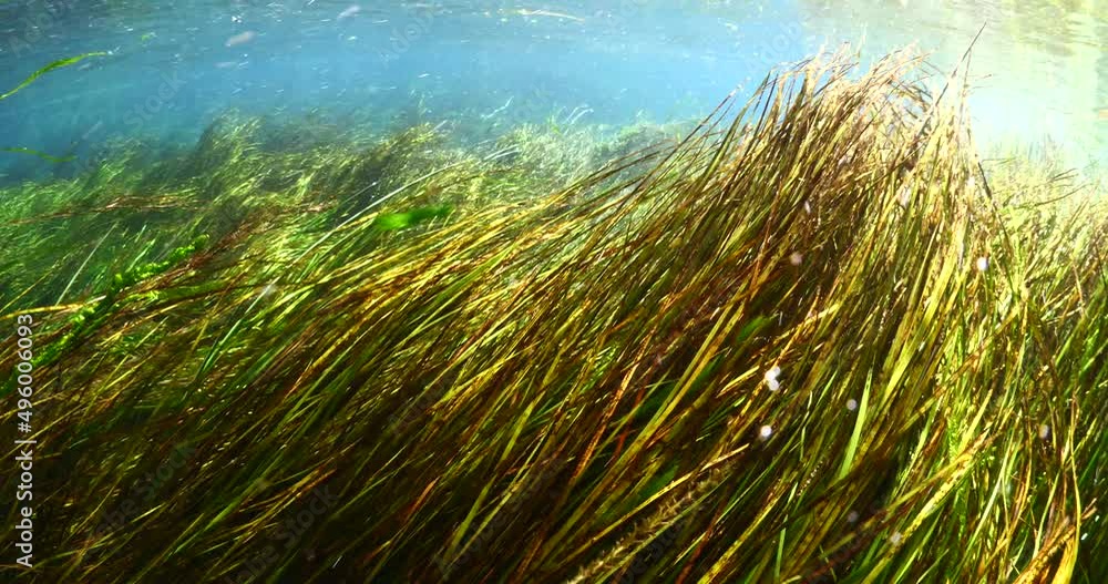 underwater freshwater lake river spring scenery with grasses and algae ...