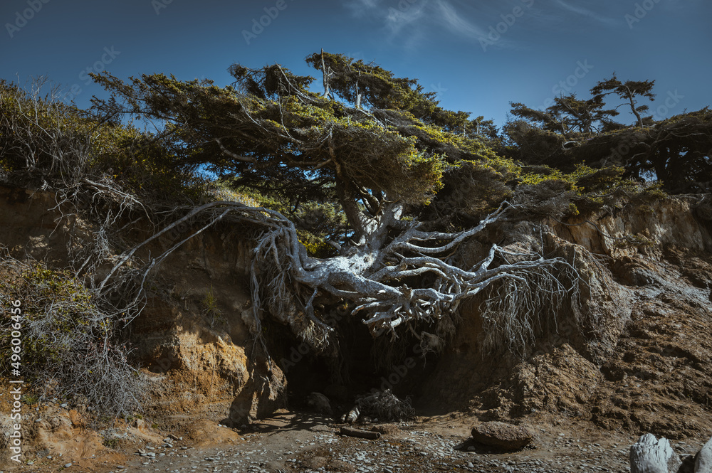 Foto de tree of life on washington coast in olympic national park do ...