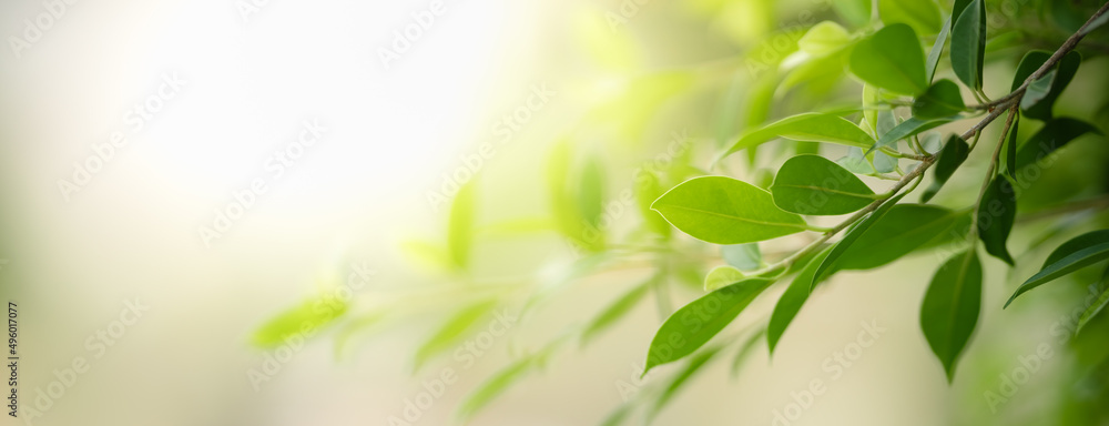 Closeup of beautiful nature view green leaf with shadow on blurred ...