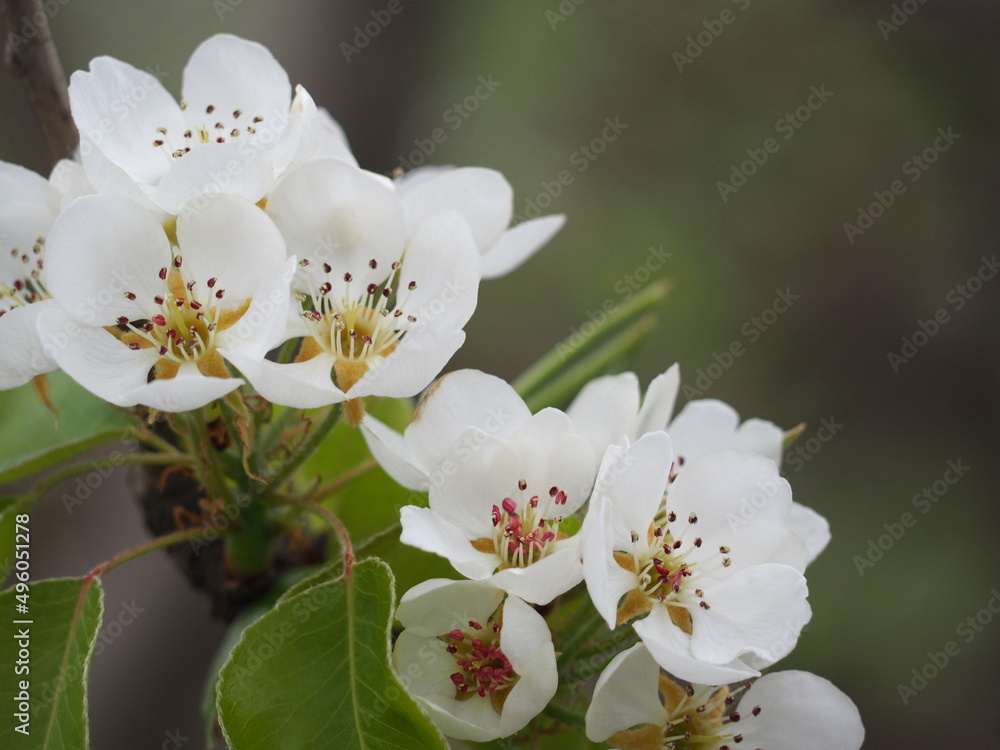 flor del peral, árbol productor de la pera conferancial, de color ...