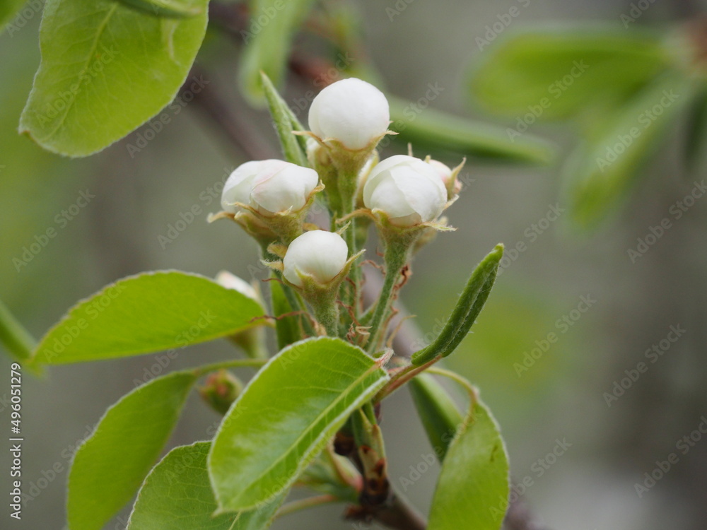 flor del peral, árbol productor de la pera conferancial, de color ...