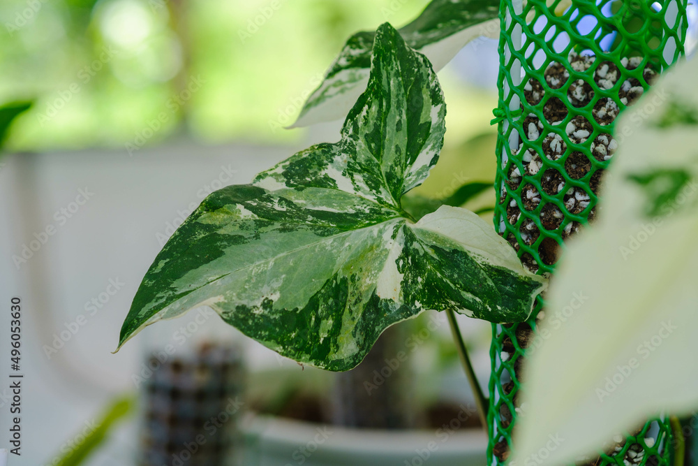 Syngonium podophyllum albo variegatum plant beautiful leaf pattern ...