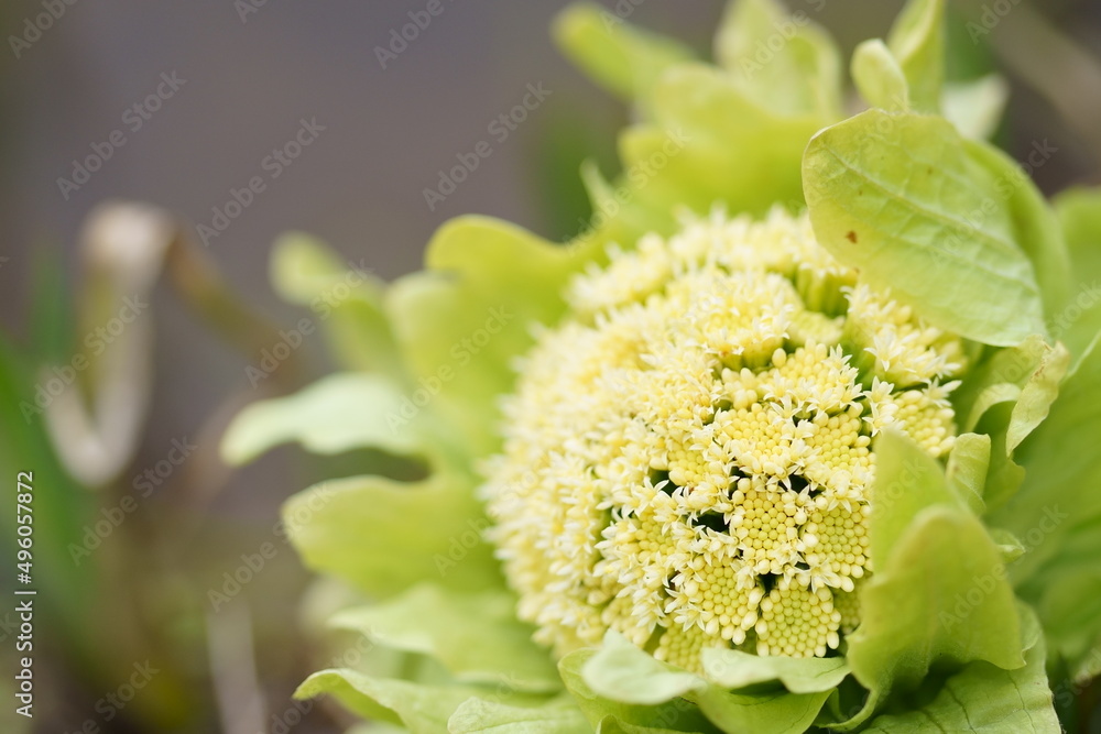 綺麗に咲いたフキノトウ Stock Photo | Adobe Stock