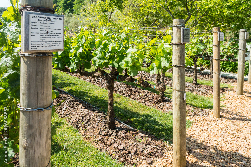 grape varietals or types on boards in a vineyard in Stellenbosch, Cape ...