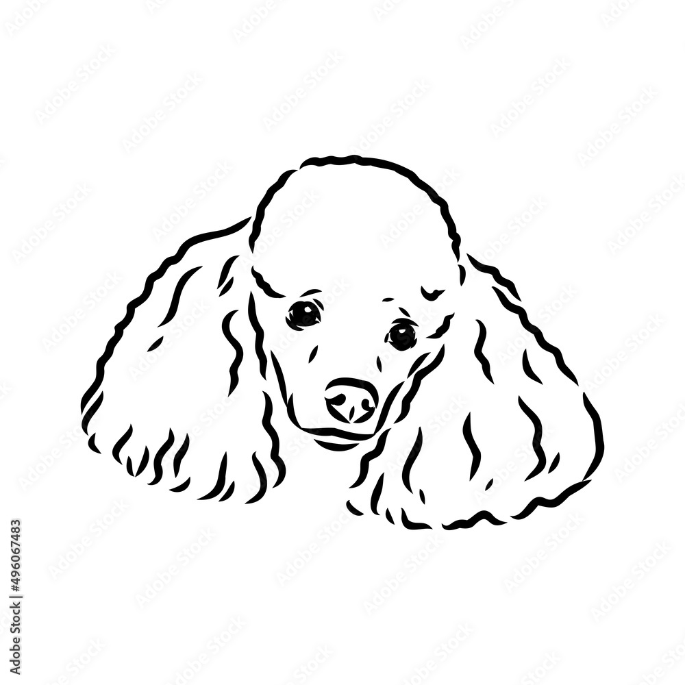 Sketch of poodle. Dog breed. Black outline on transparent background ...