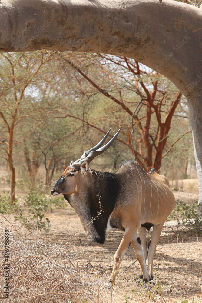 Giant eland (Taurotragus derbianus), also known as Lord Derby eland ...