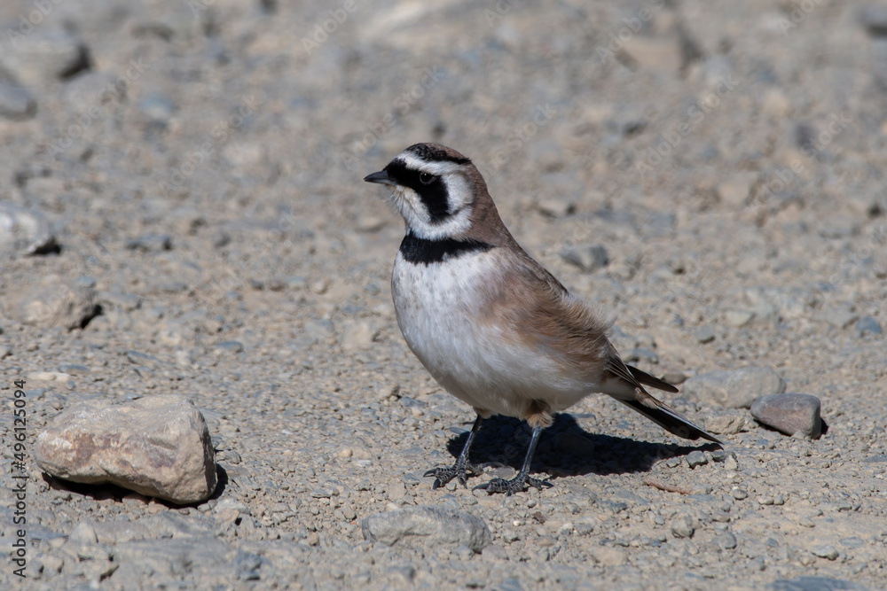 Horned lark or shore lark (Eremophila alpestris) photographed near ...