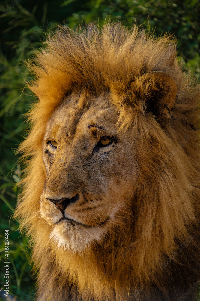 Lions in Kruger national park South Africa, close up of male Lion head, big male lion in the ...