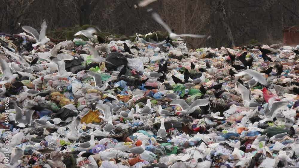 Hungry seagulls and crows eating scraps in landfill. Landfill Pile of ...