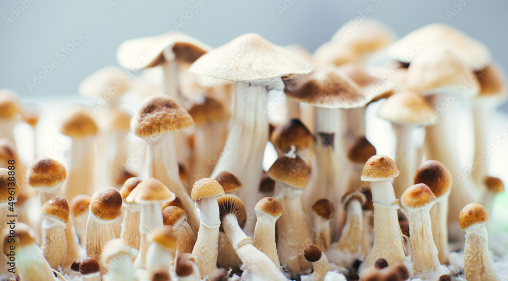 psilocybe cubensis magic mushrooms Stock Photo | Adobe Stock