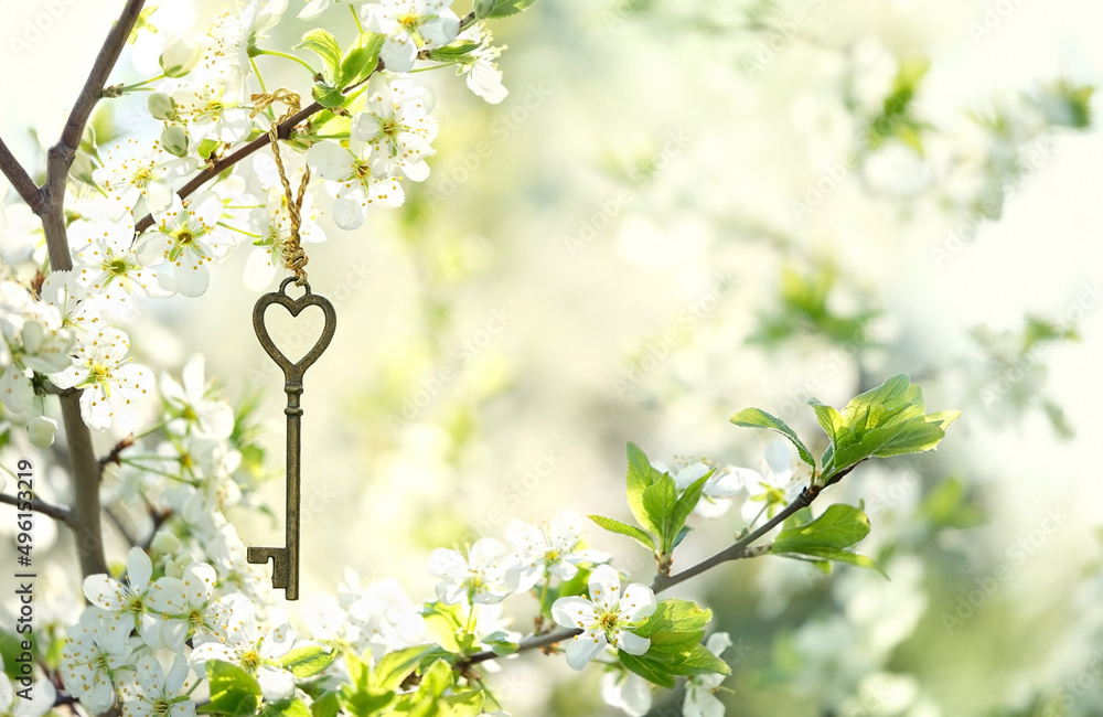 Vintage key hanging on blossoms cherry branch, gentle sunny natural ...
