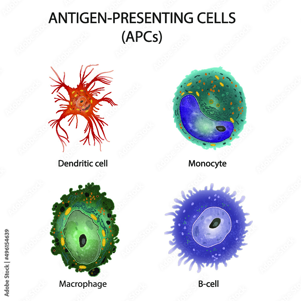 Antigen-presenting cells (APC). Accessory cells. Professional antigen-presenting cells. Adaptive ...