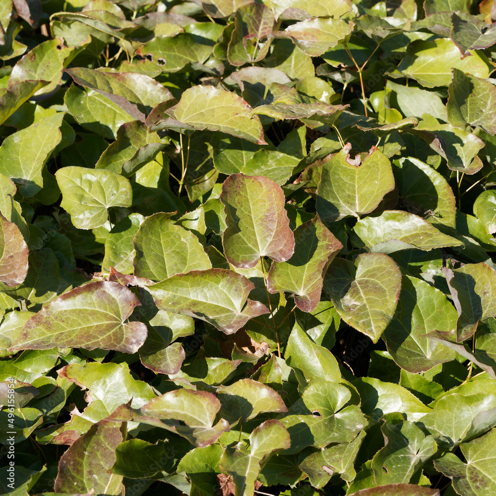 Epimedium x perralchicum. Plante des elfes ou épimèdes au magnifique ...