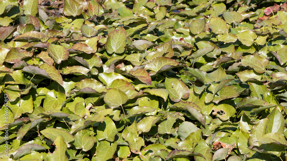Epimedium x perralchicum | Fleurs des elfes ou épimèdes aux feuilles ...