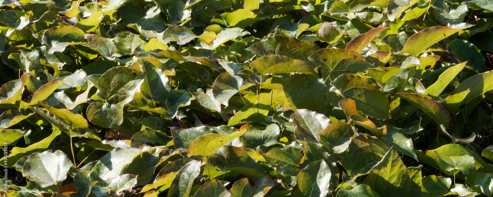 Epimedium x perralchicum | Fleurs des elfes ou épimèdes aux feuilles ...