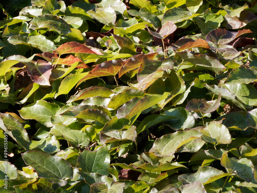 Epimedium x perralchicum | Fleurs des elfes ou épimèdes aux feuilles ...