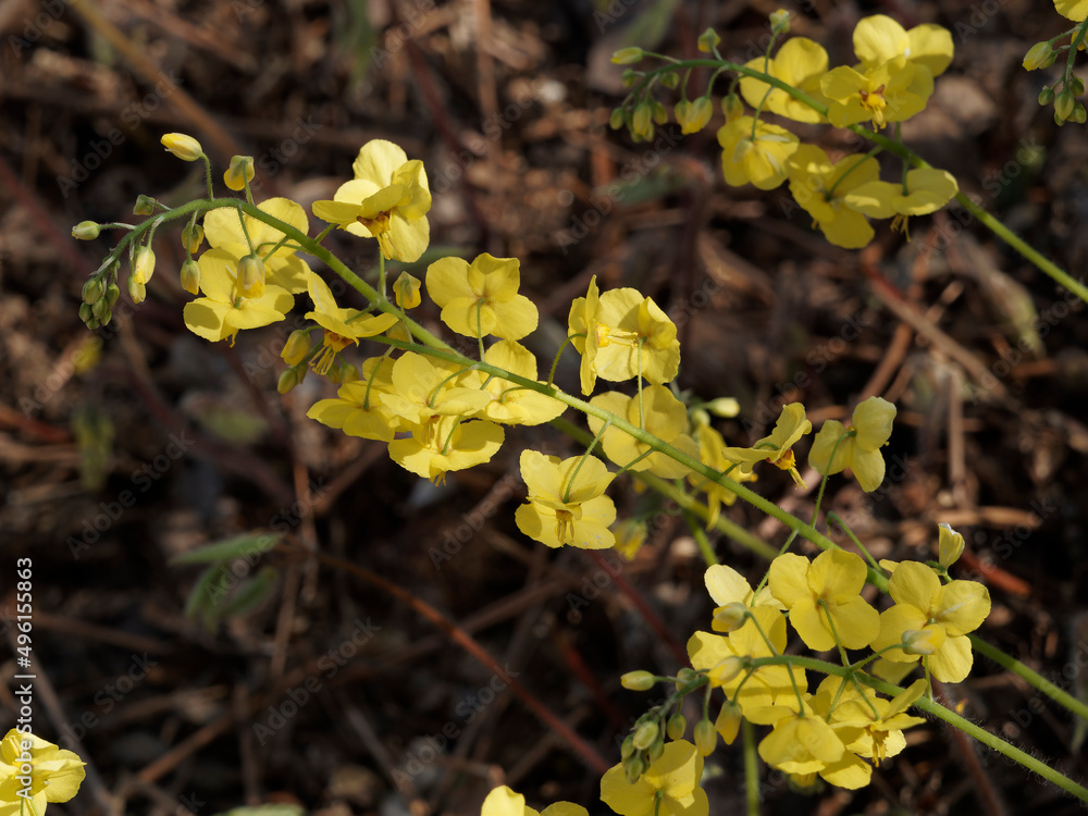 Epimedium x perralchicum - Ravissantes panicules de fleurs des elfes ou ...