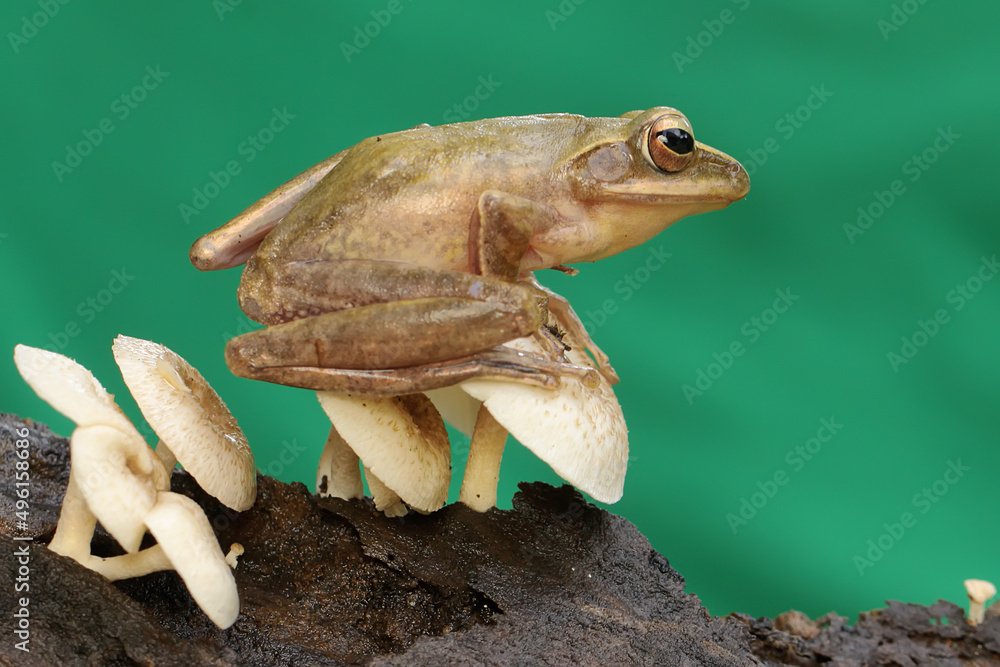 A common tree frog resting on a rotting tree trunk overgrown with ...