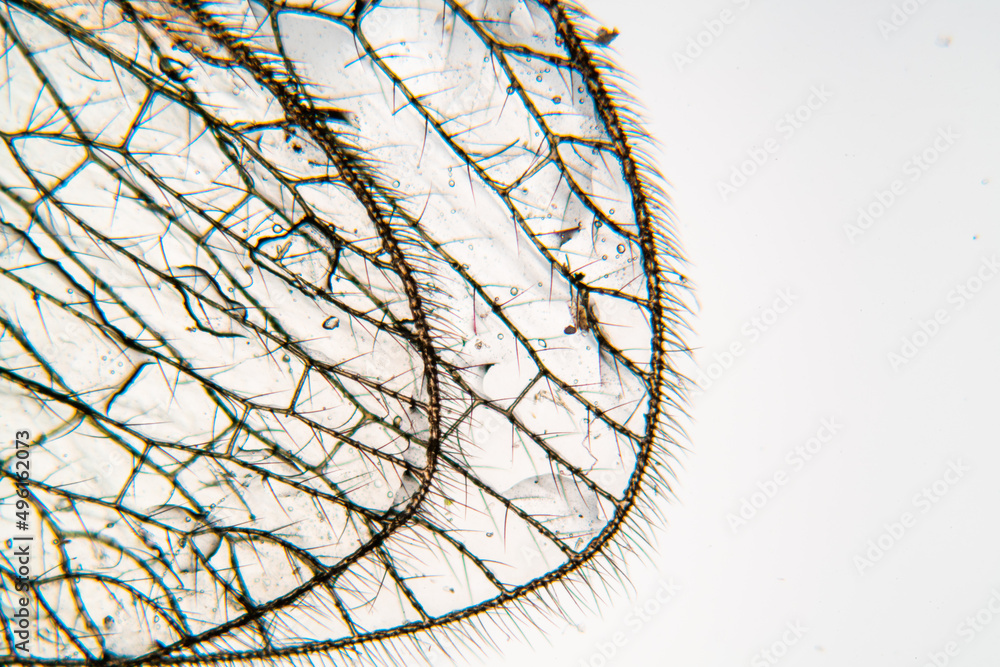 insect wing under microscope Stock Photo | Adobe Stock