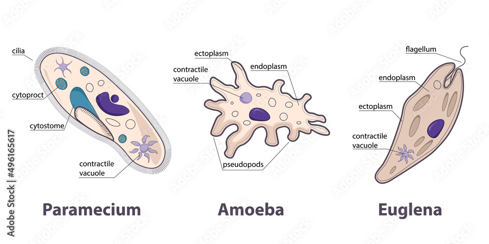 Protozoans Examples