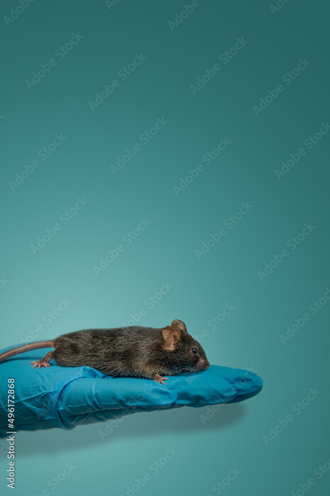 Cover page with laboratory mouse sitting at human hand in cool blue ...