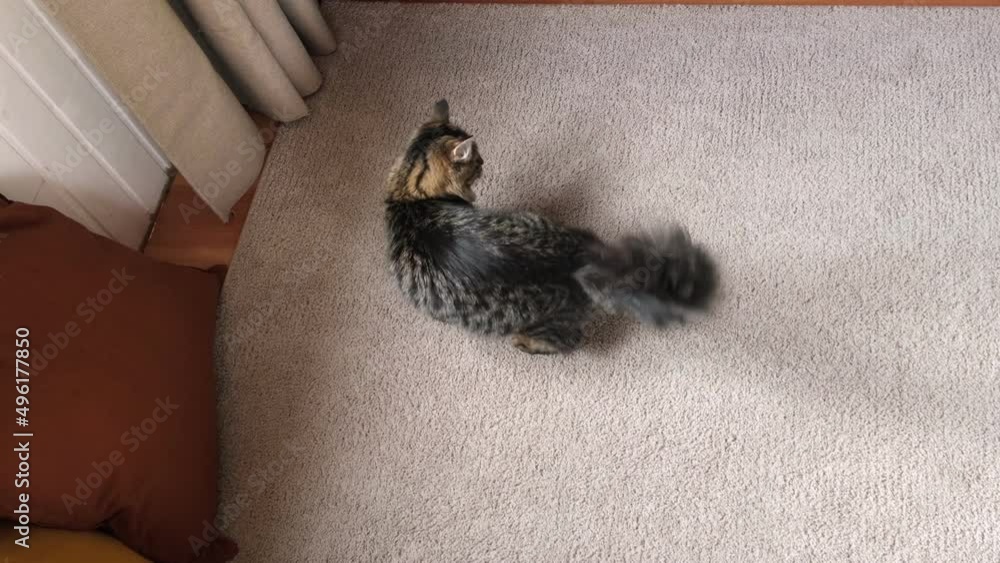 Tabby kitten jumping and playing with itself, running around in a ...