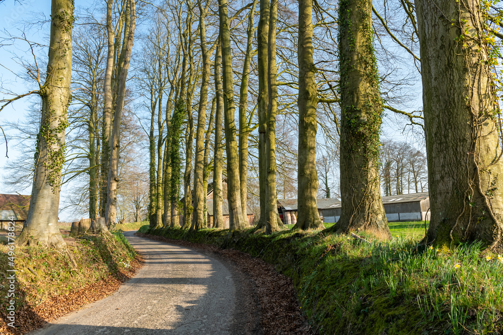 Allée de hêtres sur un talus le long d'une petite route de campagne ...