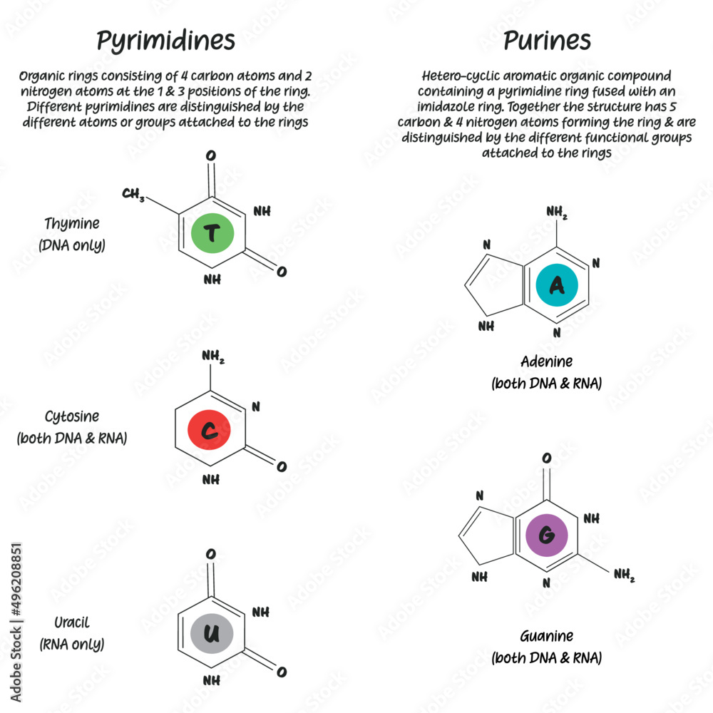 Nucleotides: The difference between pyrimidines and purines Stock ...