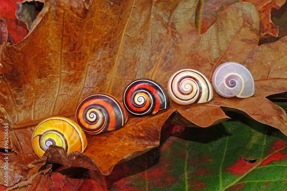 Cuban snail (Polymita picta) one of world most beautiful land snails ...