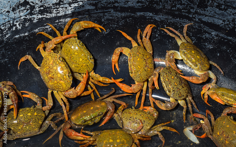 Group of field crabs in bin. Is also known as river crab, freshwater ...