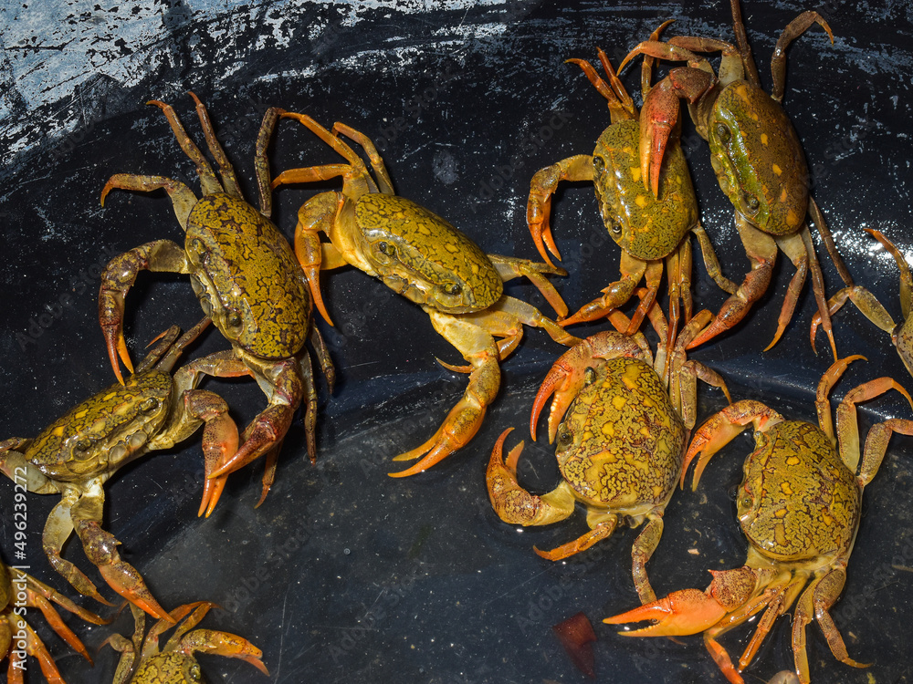 Group of field crabs in bin. Is also known as river crab, freshwater ...