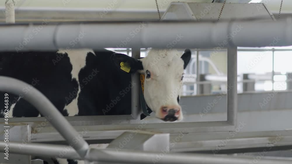 The cow rides on the carousel. Milking cows with an automatic ...