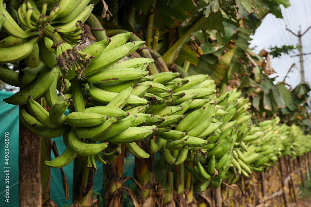 Banana tree with a bunch of growing mature green bananas. many banana ...