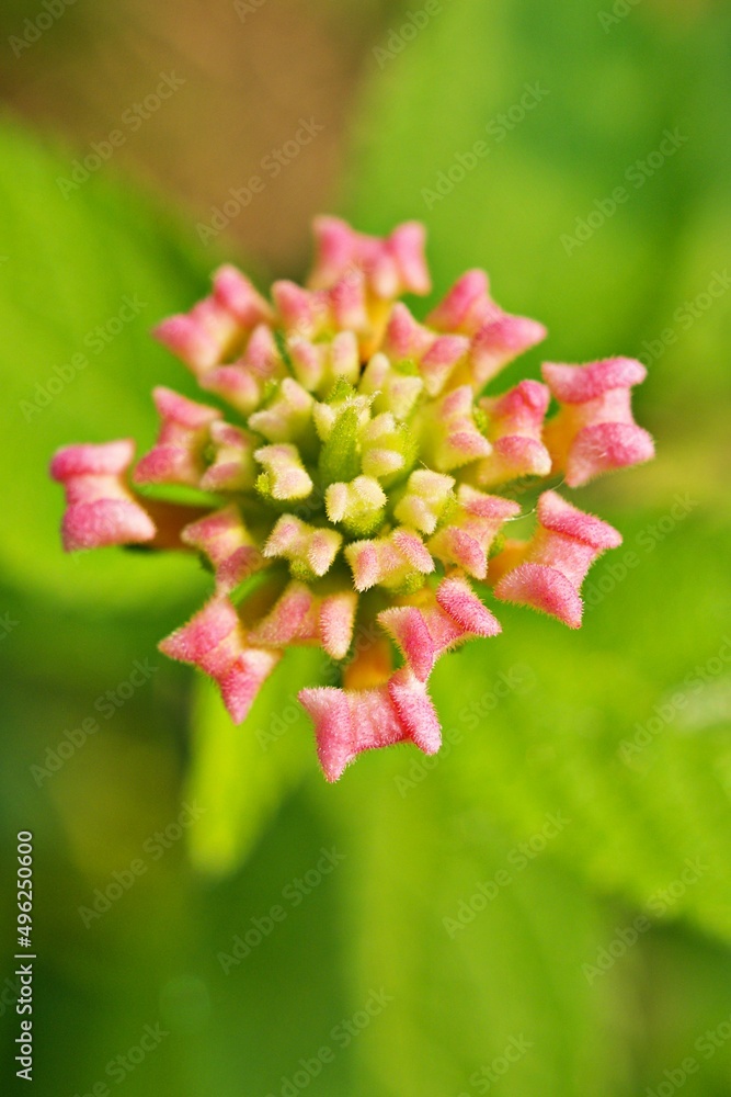 Pink flowers Lantana camara west indian lantana plant ,Multicolour ...