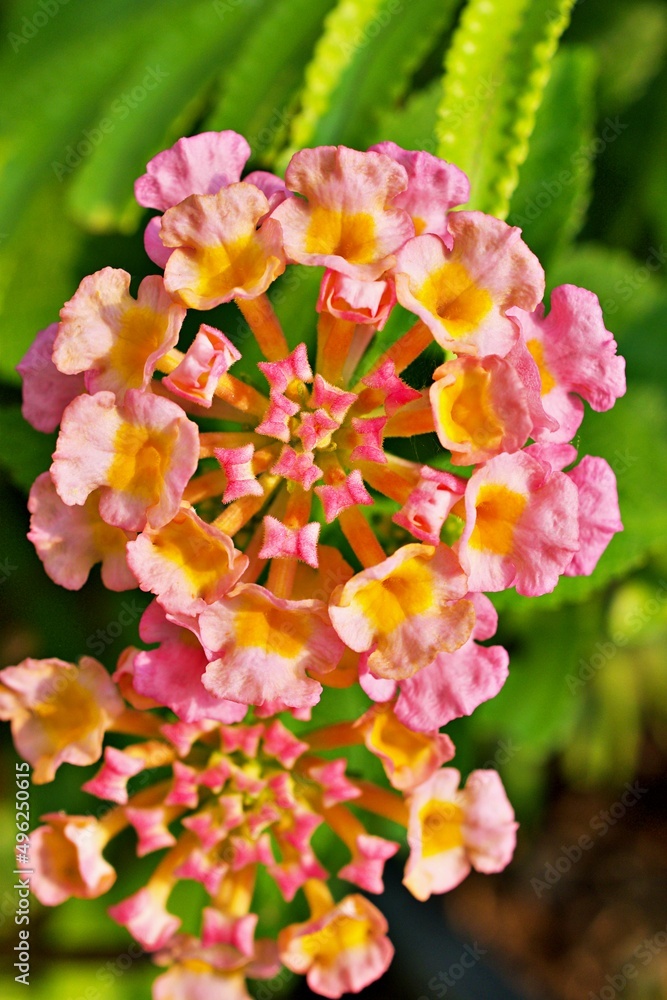 Pink flowers Lantana camara west indian lantana plant ,Multicolour ...