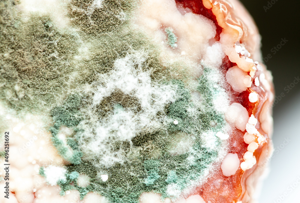 Spoiled food, sausage and moldy cheese. Mold close-up macro. Moldy ...