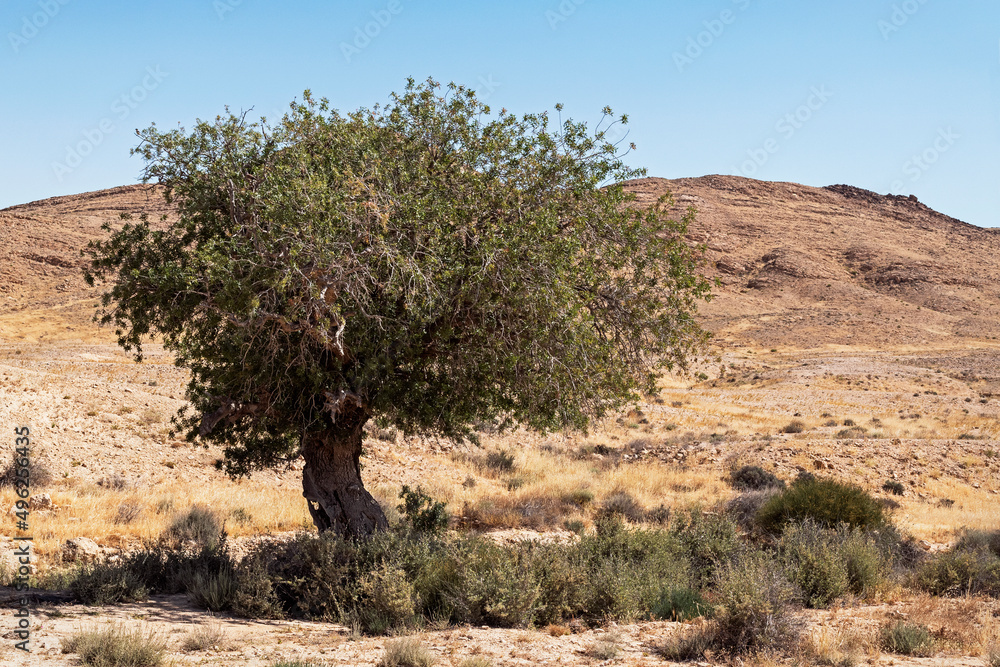 Atlantic pistachio Pistacia atlantica tree in a dry stream bed in the ...