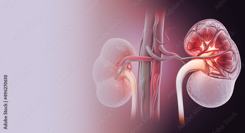 Human kidney cross section.3d illustration Stock Illustration | Adobe Stock