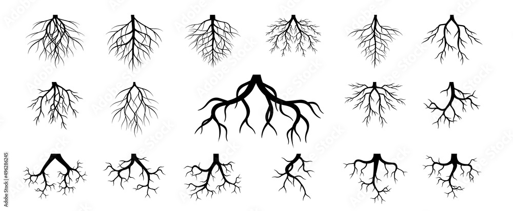 Collection of Tree Roots. Vector outline Illustration. Plant in Garden ... Collection of Tree Roots. Vector outline Illustration. Plant in Garden ...