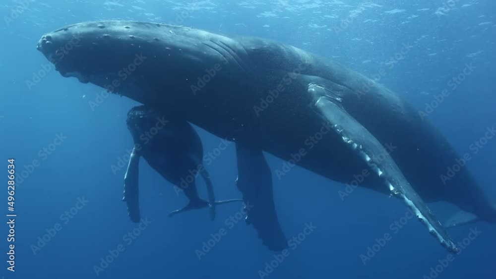 Close-up humpback whale mother and calf underwater in Pacific Ocean ...