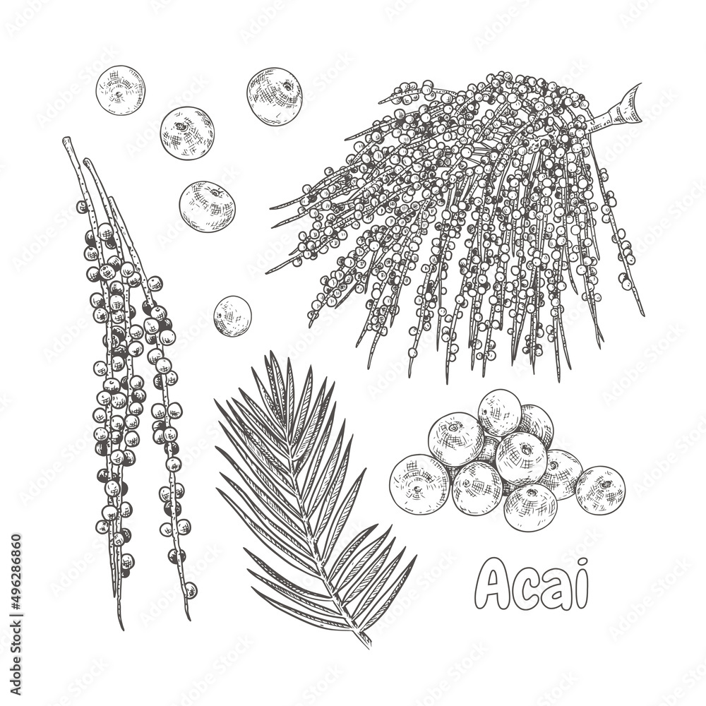 Hand drawn acai. Set sketches with acai palm branch, leaves and berries ...