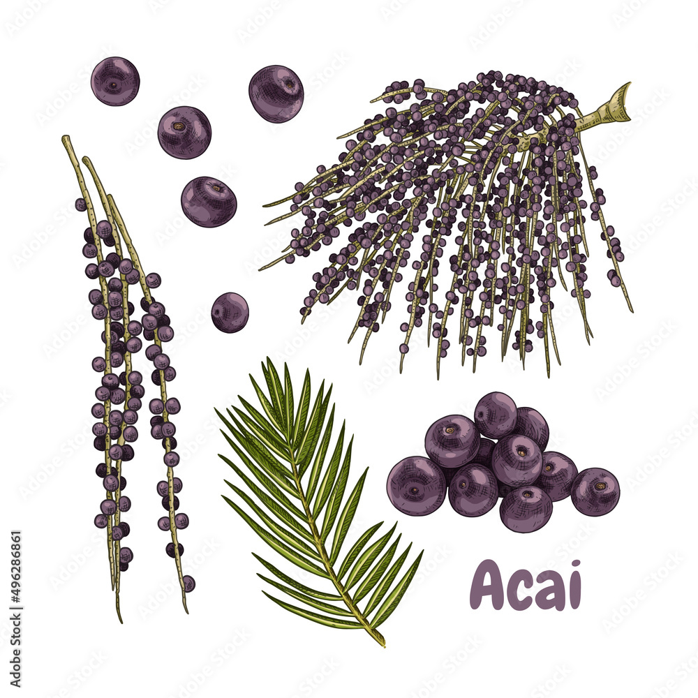 Hand drawn acai. Set sketches with acai palm branch, leaves and berries ...